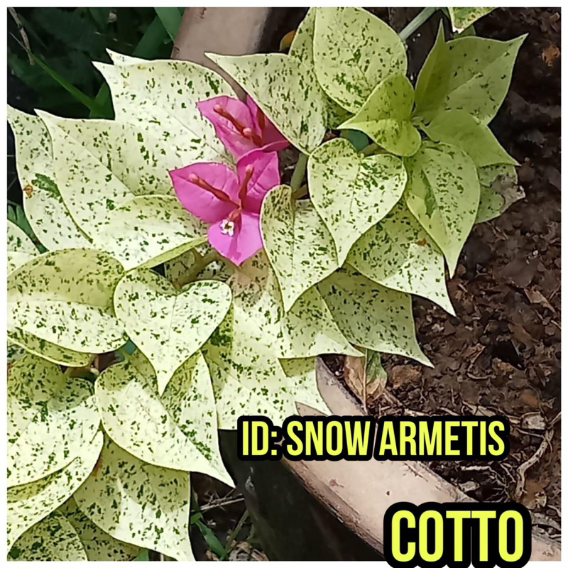 bunga kertas id baru Bougainvilliea id rare | Shopee Malaysia