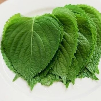Shiso, Korean type Seeds | Biji Benih Perilla Korea | 韩国紫苏叶种子 Acar Shop ...
