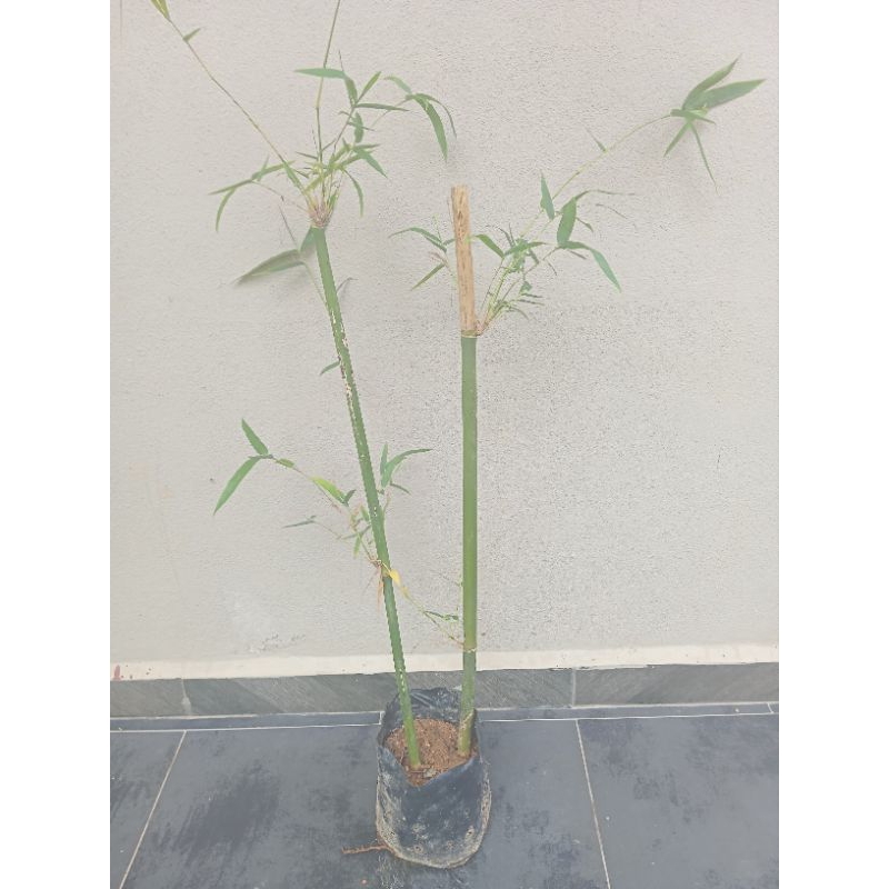 Pokok Buluh Cina / Buluh Pagar / Bambusa multiplex | Shopee Malaysia