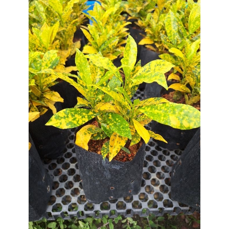 Pokok Croton / pudding golden Sun / dekorasi tanaman/ pokok hidup ...