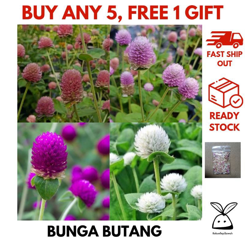 Benih bunga butang / bunga 40 hari / globe amaranth / gombhrena globosa ...