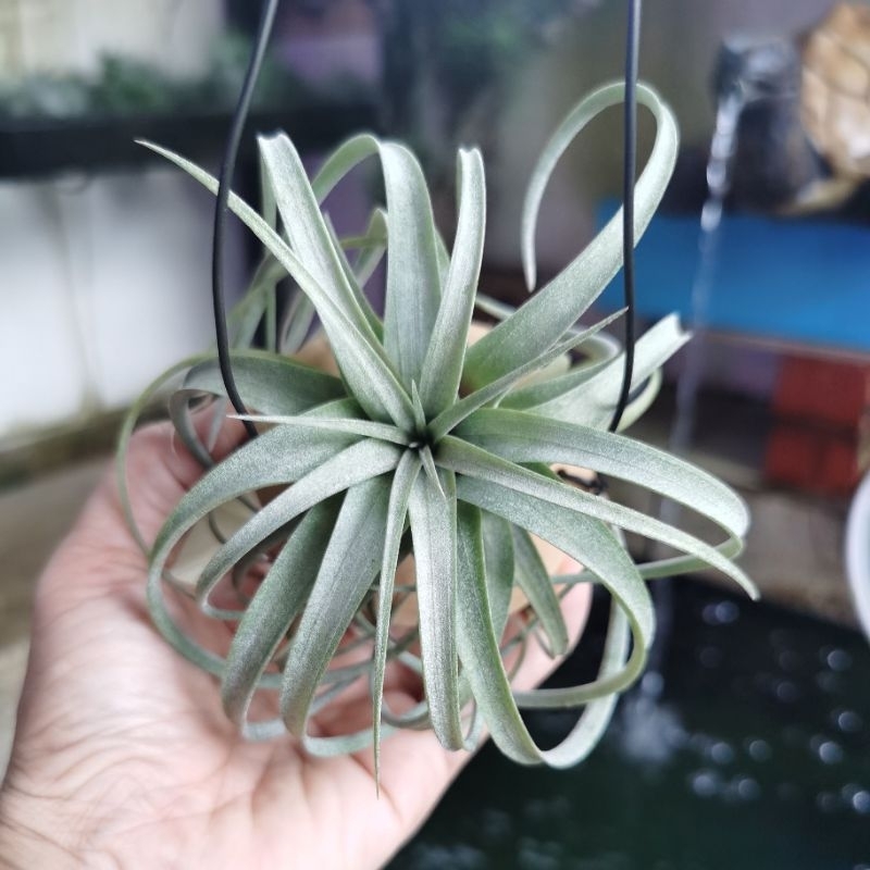 Air Plants - Tillandsia Elisa (T. concolor x streptophylla) 空气凤梨-Elisa ...