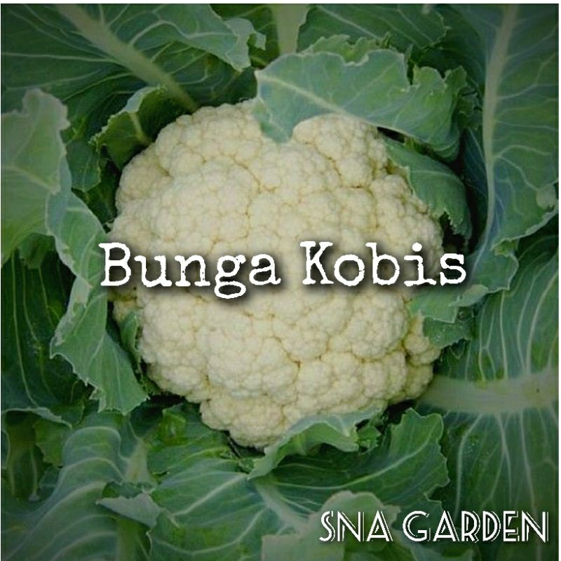 Biji benih Bunga Kobis 20 biji | Shopee Malaysia