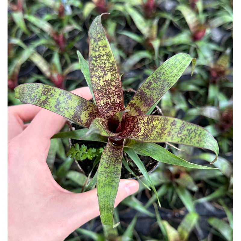 NMS / Bromeliad Vriesea Red Chestnut 积水凤梨 凤梨花 12cm Pot / Outdoor Live ...