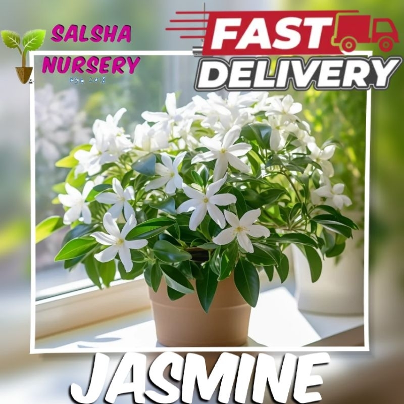 🔥💥 pokok bunga hiasan jasmine | Shopee Malaysia