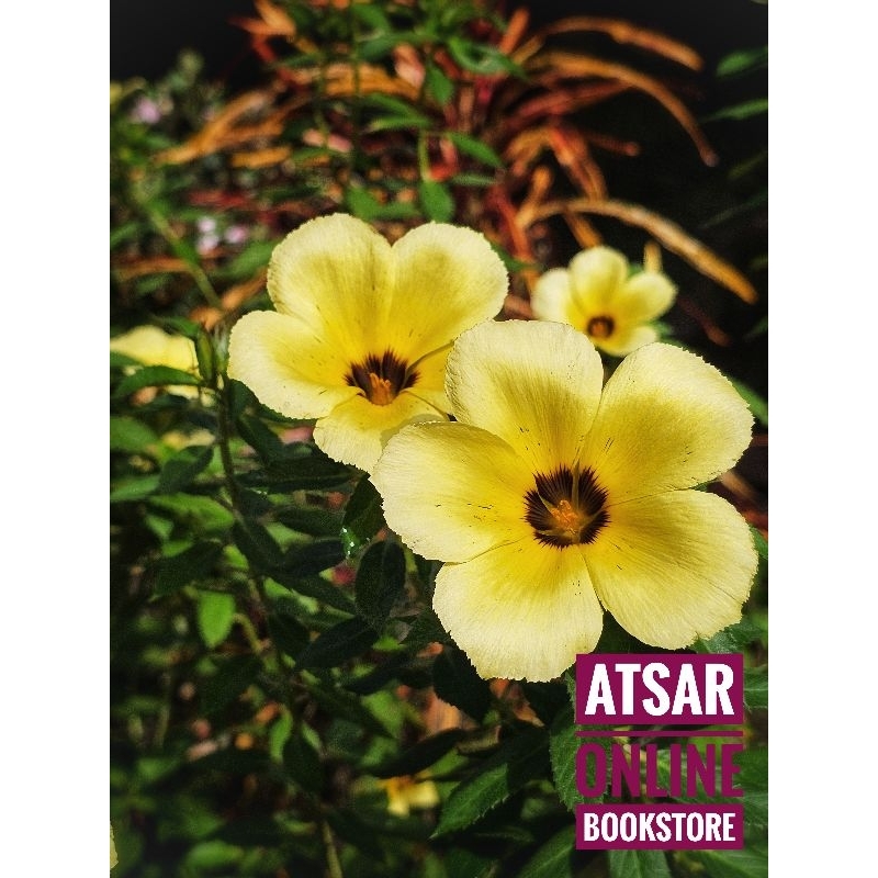 Benih Pokok Turnera Subulata / Bunga Tunera / Bunga 8 Pagi (Kuning ...