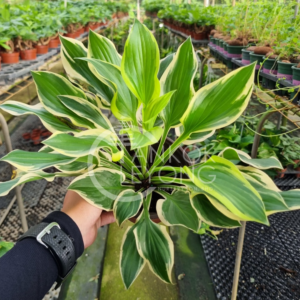 TKL - Hosta Undulata Variegata Golden Tiara 花叶玉簪 | Shopee Malaysia
