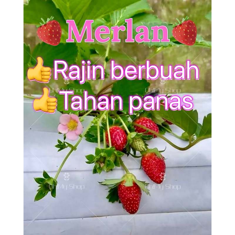 Anak Pokok Strawberry🍓ID: MERLAN🍓bunga pink🍓lowland🍓Tanah rendah🍓Tahan ...