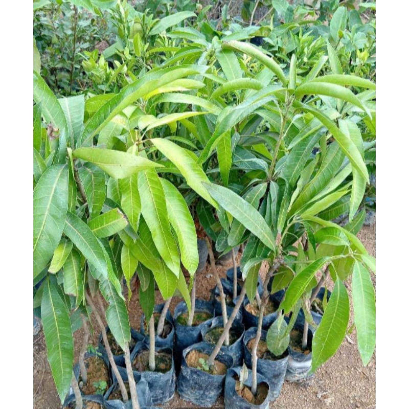 pokok mangga lemak manis hybrid | Shopee Malaysia
