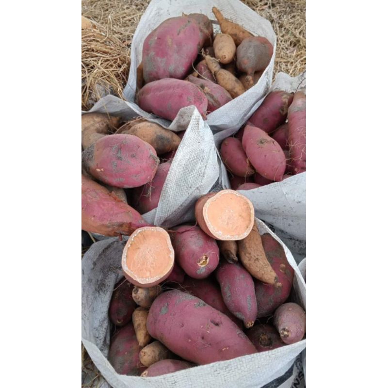 ubi keledek kulit merah isi oren( ubi cameron) 1kg | Shopee Malaysia