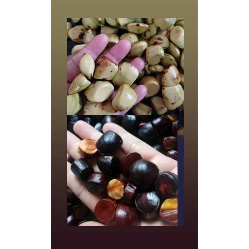 buah Kerdas kopek / Genuak / buah kabau/ Kerdas | Shopee Malaysia