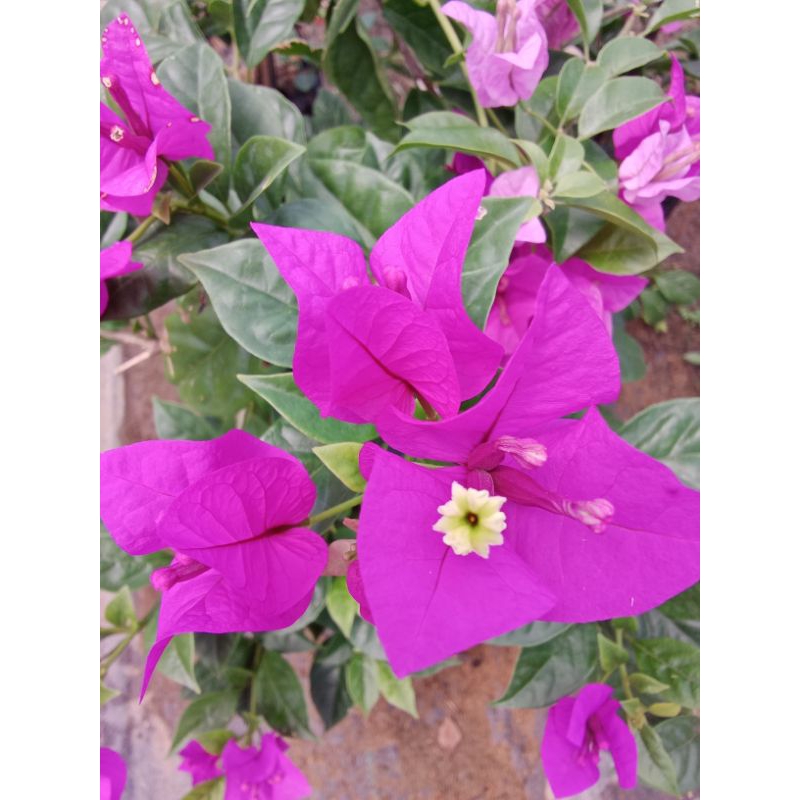 Pokok Bunga Kertas Purple | Shopee Malaysia