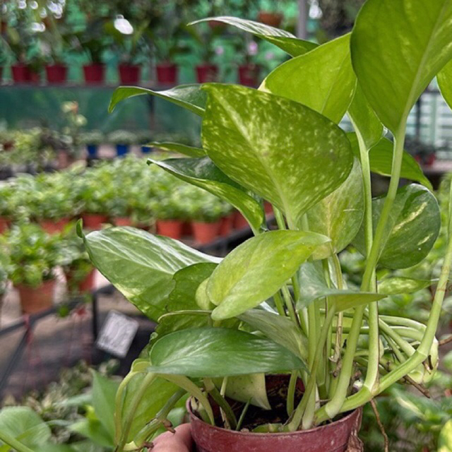 POKOK MONEY PLAN (menjalar) | Shopee Malaysia