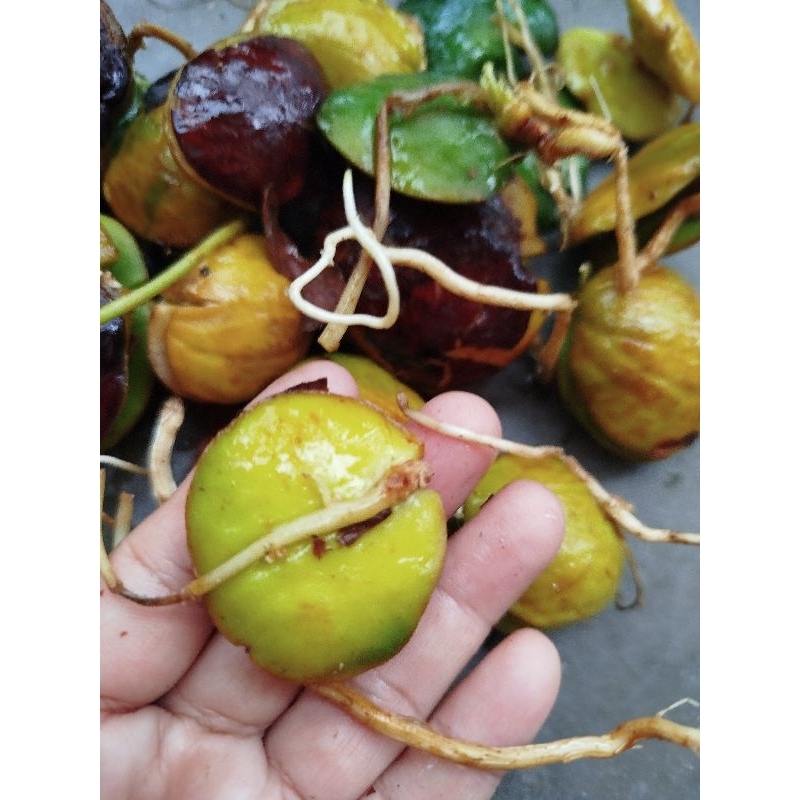 Jering Cambah/ Jering Tanam / Jering Semai/ Jering Relong/ Jering Ulam ...