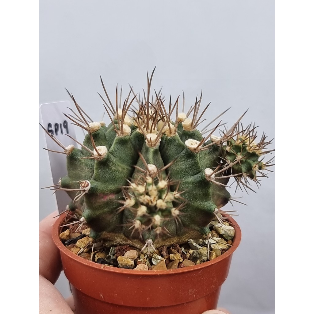 Gymnocalycium "T-REX HYBRID 111" READY STOCK Cactus Succulents Kaktus ...