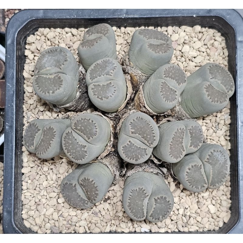 LITHOPS 15 years julli biscuit c121 13 heads 寿丽饼干 ship with pot 🇲🇾 ...