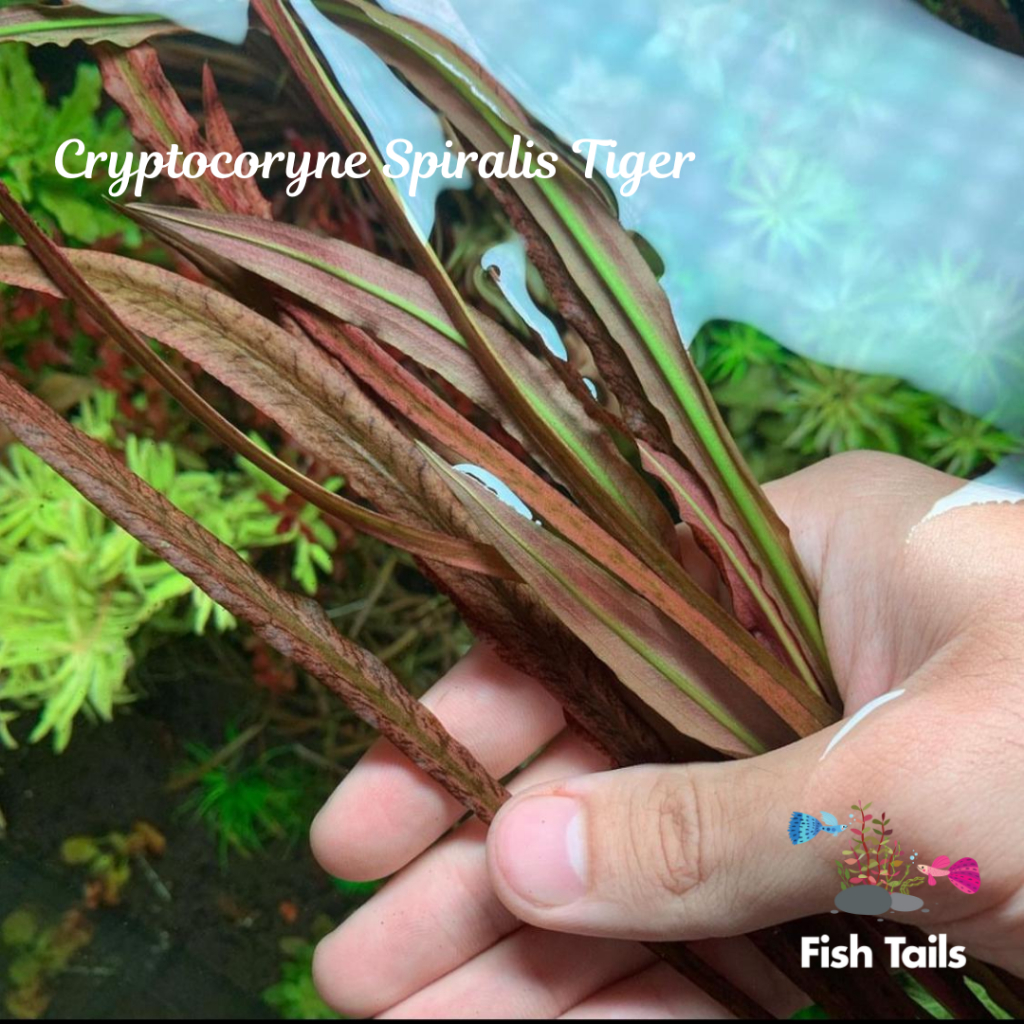 [LOCAL SELLER] Fully Submerged CRYPTOCORYNE SPIRALIS TIGER (Aquascape/Aquarium/Moss/Shrimp/Fish ...