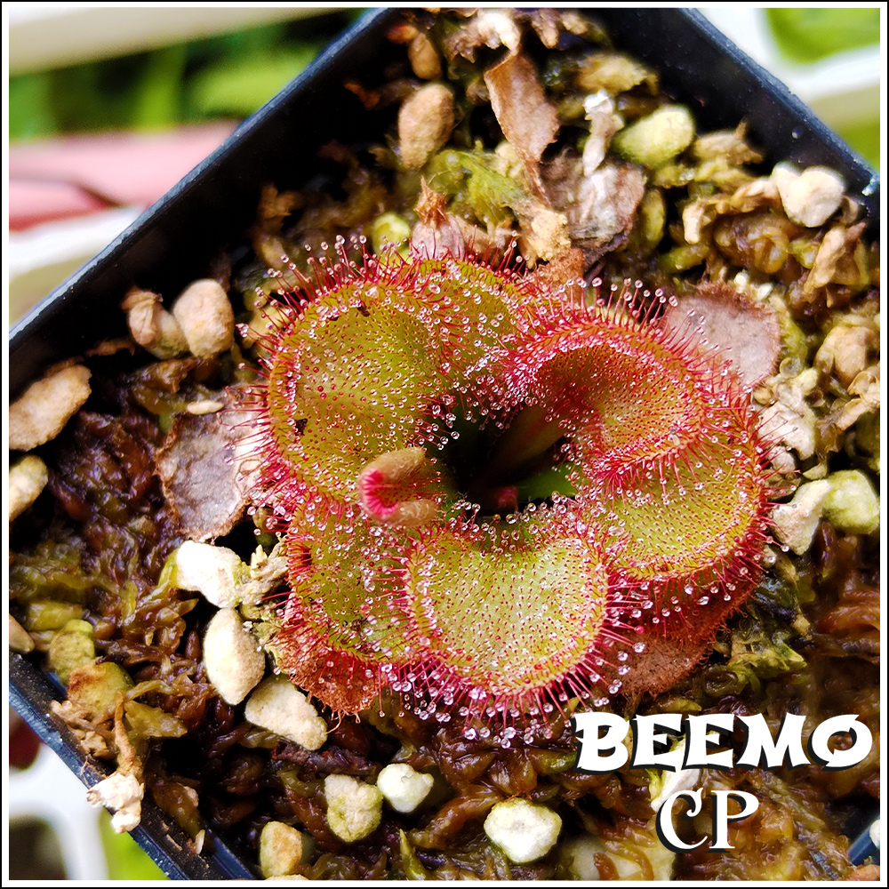 Drosera Falconeri - Carnivorous Plant | Shopee Malaysia