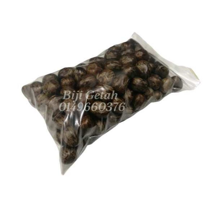 biji getah/buah getah/rubber tree seed(1kg) | Shopee Malaysia