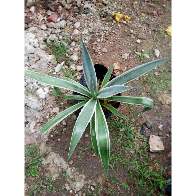 Pokok Agave Angustifolia (Caribbean Agave) Dalam Polybag.. | Shopee ...