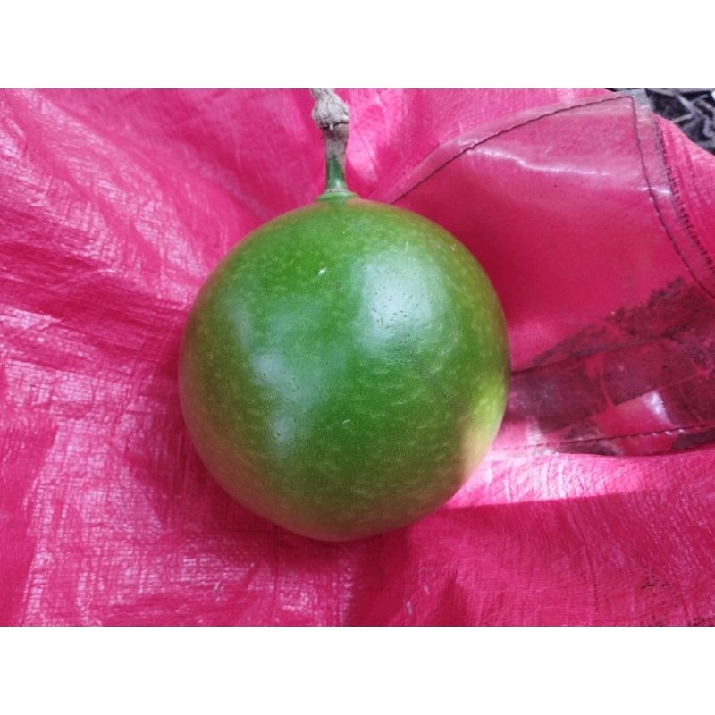 buah maja buah Labu Kayu segar ubat tradisi Dipercayai ubat cancer atau ...