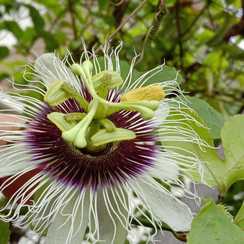 LIVE ORGANIC PASSION FRUIT PLANTS / POKOK BUAH MARKISA MERAH | Shopee ...