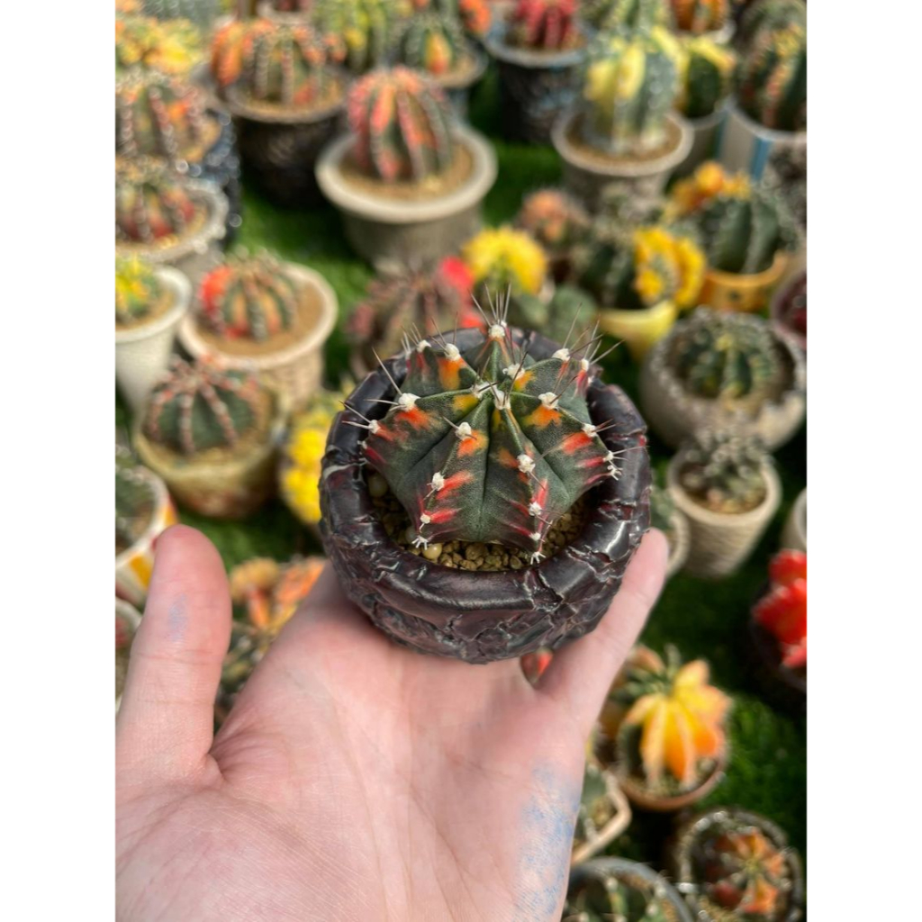 GYMNOCALYCIUM ID RED TIGER CACTUS (OFFSETS WITH SHORT ROOTS) | Shopee ...