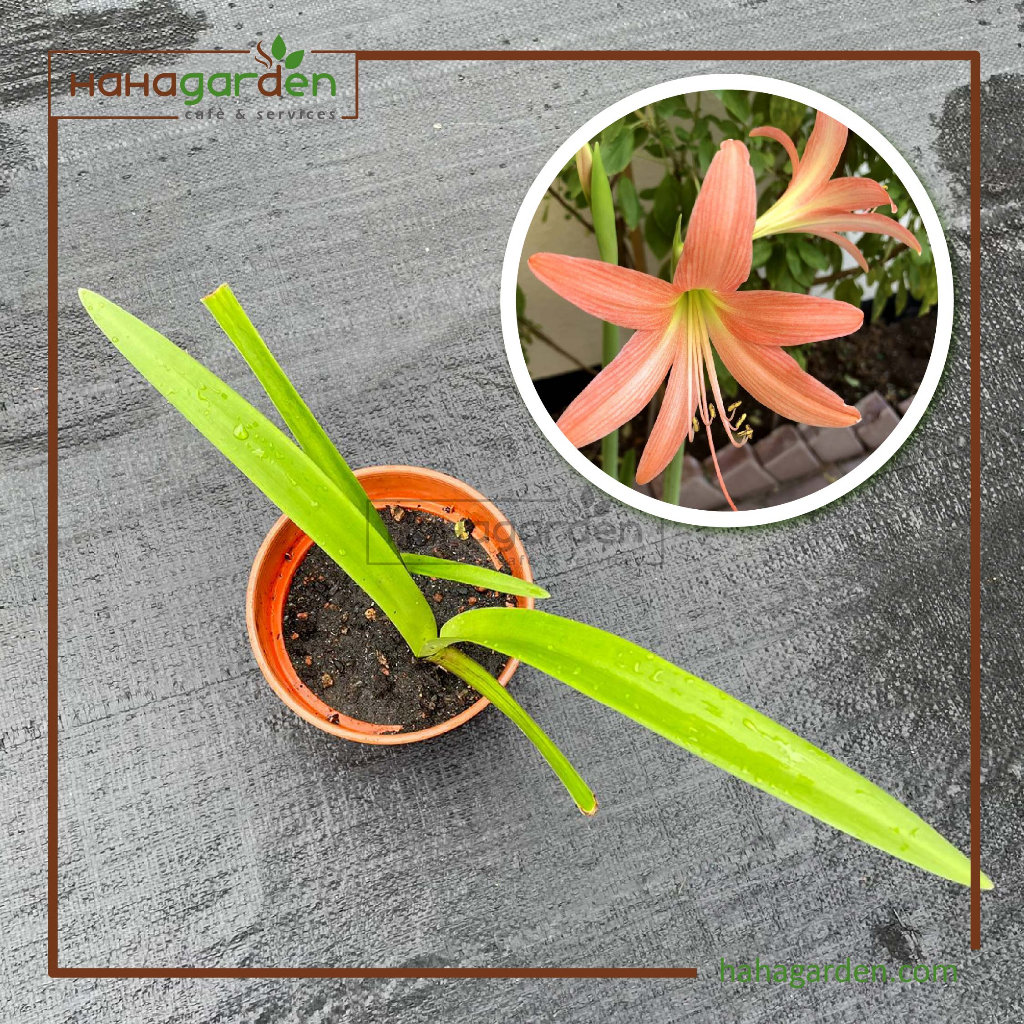 Anak Pokok Barbados Lily - Peach Color/ Bunga Bawang Lily (LIVE PLANT ...
