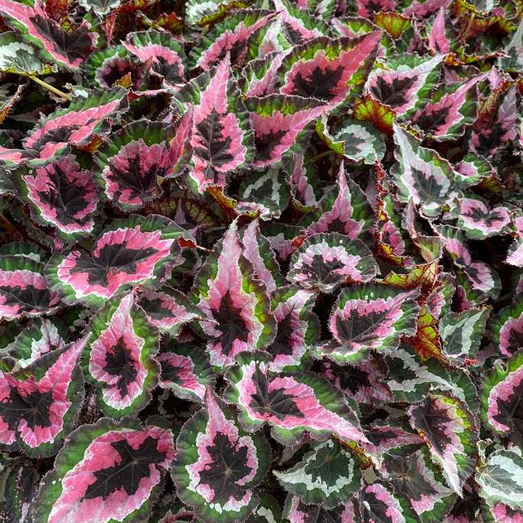 Plantsman | Begonia Rex (Watermelon Series) 秋海棠 Asam Batu | Shopee Malaysia