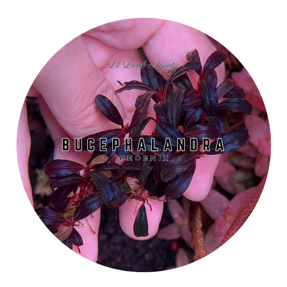 [Aquatic Plant] Bucephalandra Sp Phoenix Submerged Rare Plants Buce ...