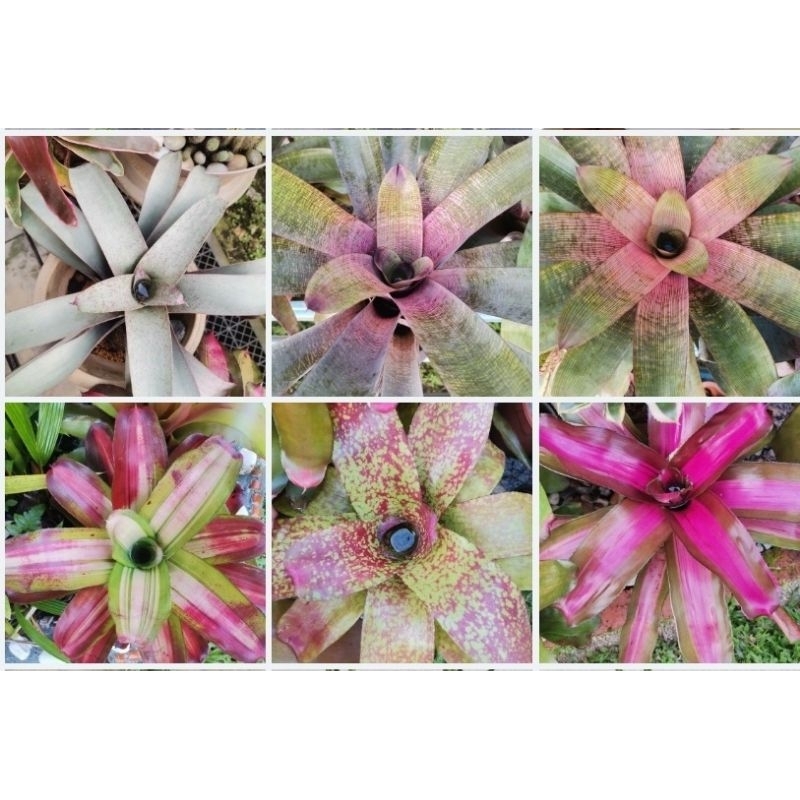 Bromeliad 🔥🔥🔥Assorted Neoregelia 🔥🔥🔥 | Shopee Malaysia