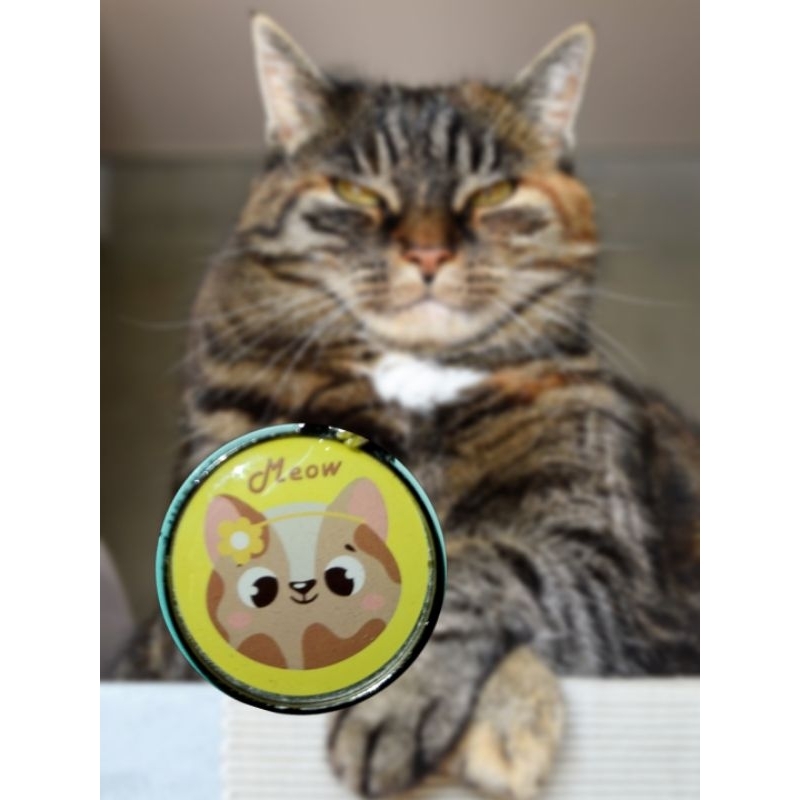 Rantai nama kucing Cat Name Tag Tulis nama kucing rantai murah Senang ...