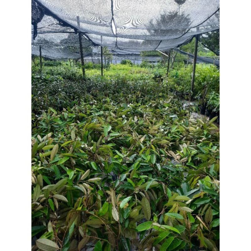 anak pokok durian musang king(D197)💯original | Shopee Malaysia
