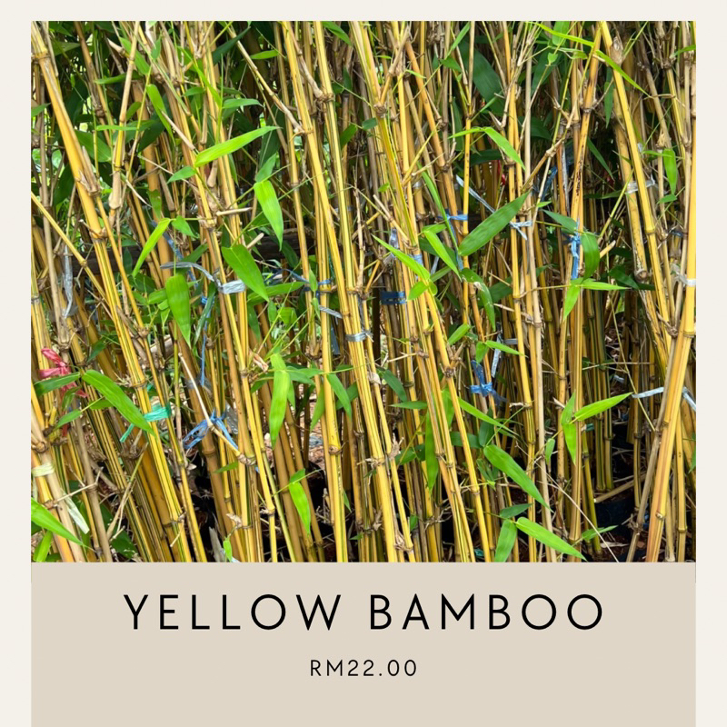 yellow bamboo buluh kuning buluh hiasan | Shopee Malaysia