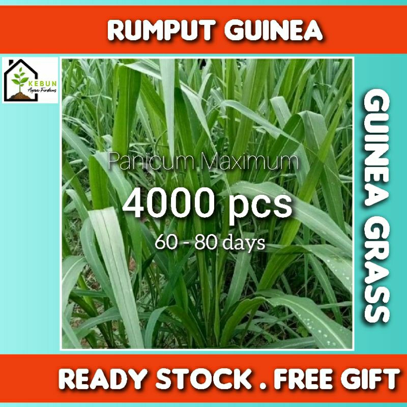 Benih Rumput Guinea PANICUM MAXIMUM grass | Shopee Malaysia