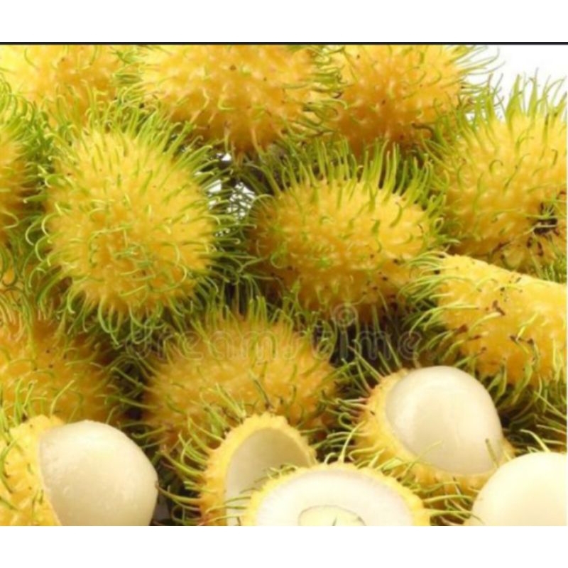 Pokok Rambutan Gading / Pokok Rambutan Kuning Hybrid | Shopee Malaysia