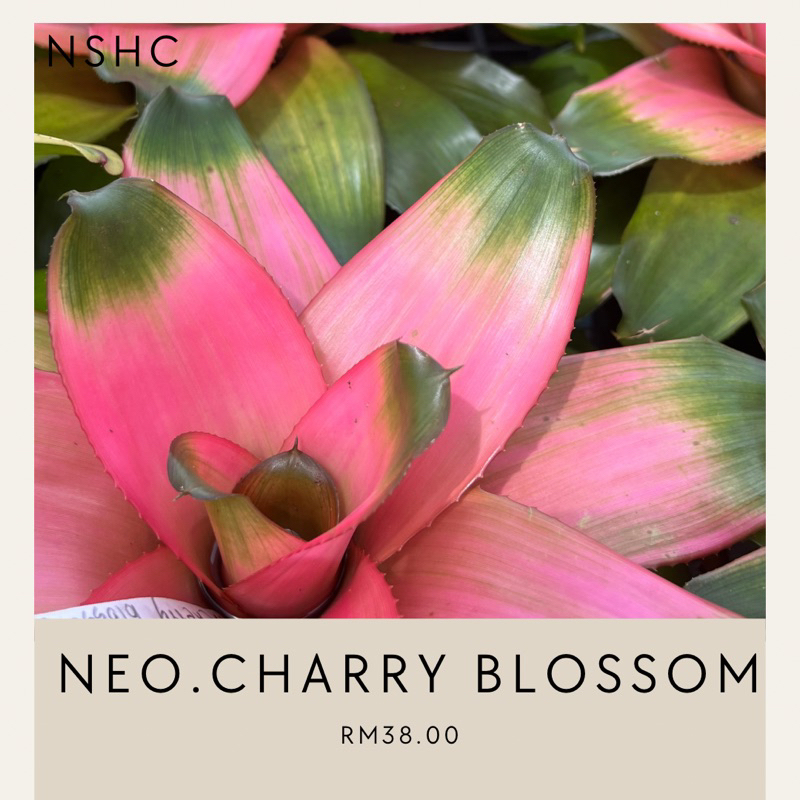 Thai bromeliad neo cherry blossom | Shopee Malaysia