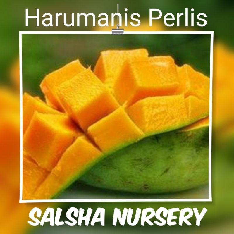 💥🔥 Pokok Mangga Harumanis hybrid | Shopee Malaysia