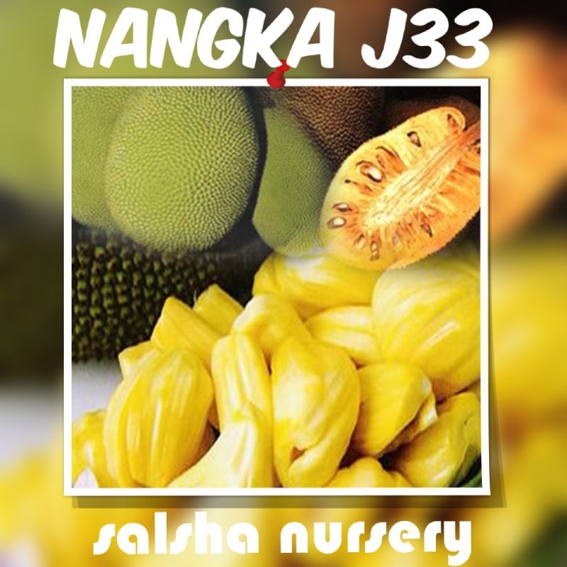 💥🔥 POKOK NANGKA MADU J33 hybrid | Shopee Malaysia