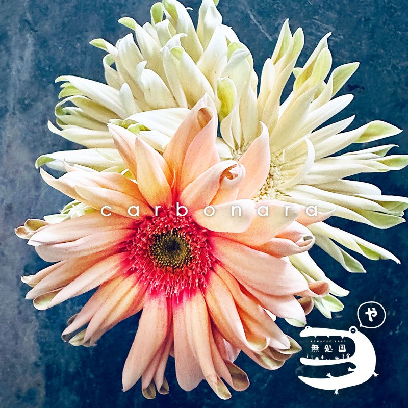 High-Grade Carbonara daisy gerbera [10 stem] Fresh flower directly ...