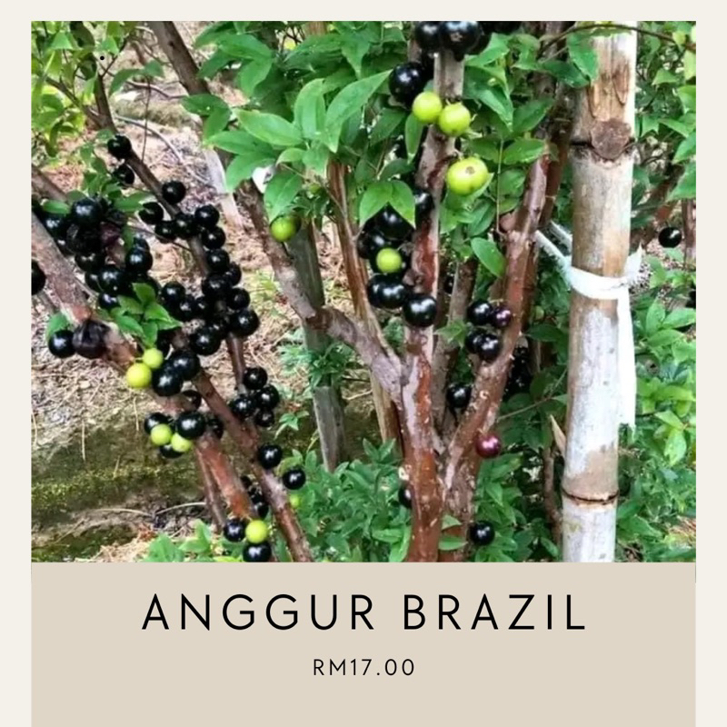 pokok anggur brazil (saiz pokok ikut stock sampai) / jabuticaba ...