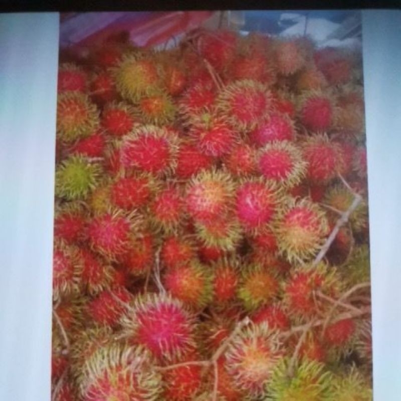Rambutan Anak Sekolah 1 KG | Shopee Malaysia