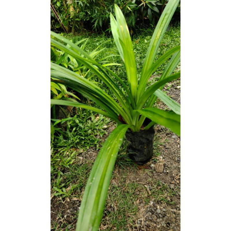 ANAK POKOK PANDAN // 1 ORDER LIMIT HANYA 3 POKOK SAHAJA!!! | Shopee ...