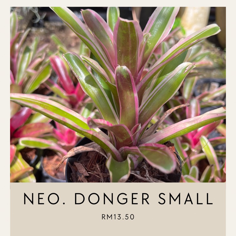 Thai bromeliad neo donger small pot 4 inch | Shopee Malaysia