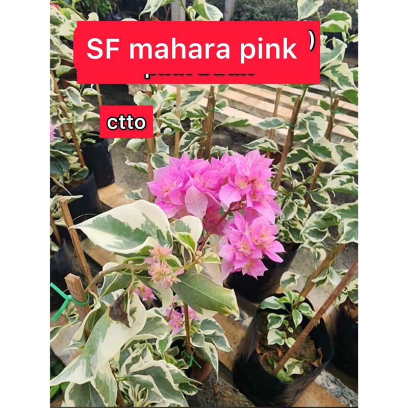 Bunga kertas sanggul fatima Aussie red bougainvillea mahara # ...