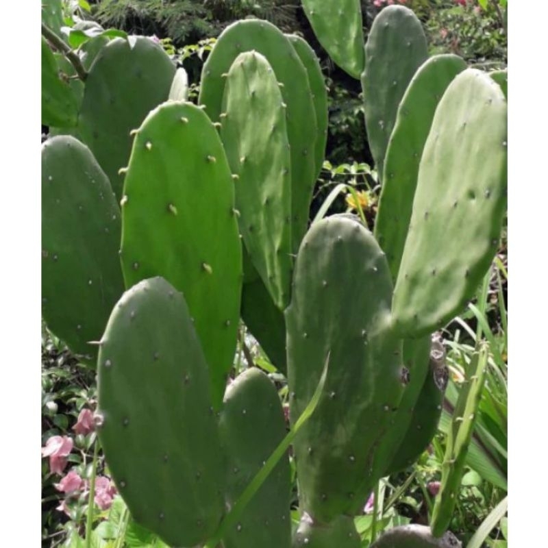 Live Fresh Keping Besar Kaktus Nopal / Cactus Opuntia Leaf Rootless ...