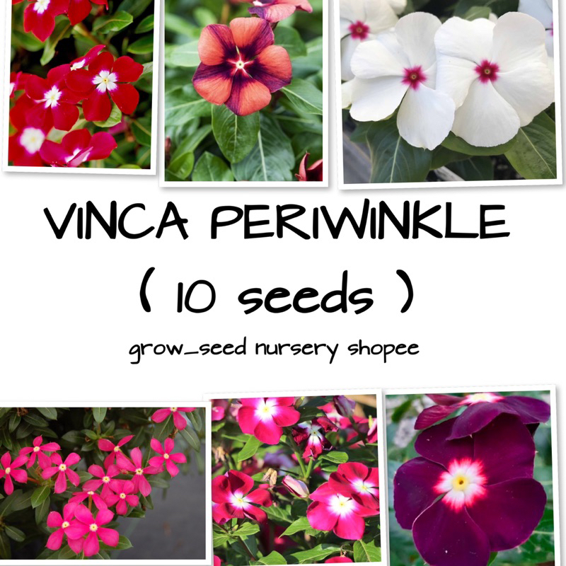VINCA PERIWINKLE seed ( 10 seeds ) biji benih vinca pelbagai jenis ...