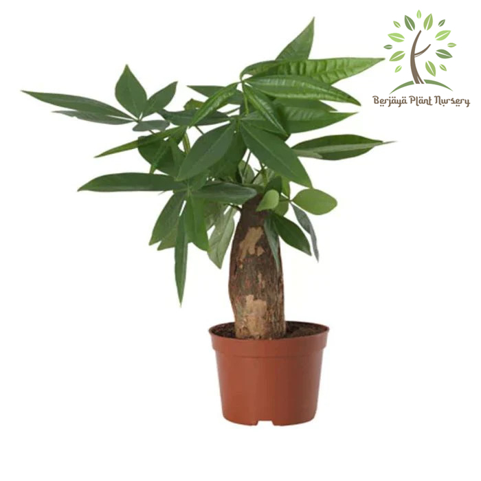 Berjaya Plant Nursery - Money Tree/Pachira Aquatica(Pokok Bunga Hidup ...