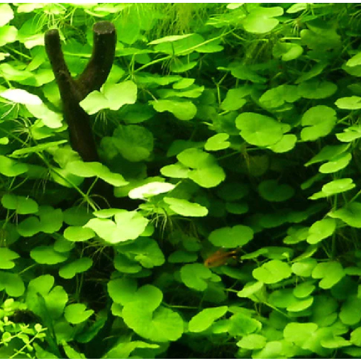 Hydrocotyle Leucocephala / Brazilian Pennywort (Aquatic Plant ...