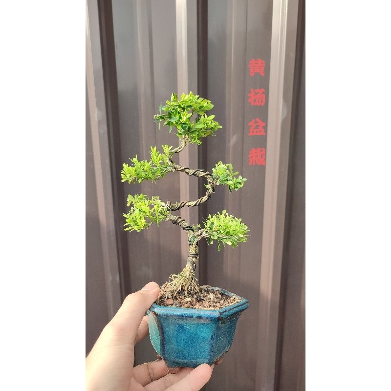 Buxus Bonsai Stock Single Trunk Pokok Bonsai Buxus Boxwood雀舌黄杨盆栽 ...